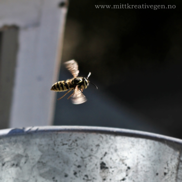 Ingen veps??! ~ Mitt kreative gen