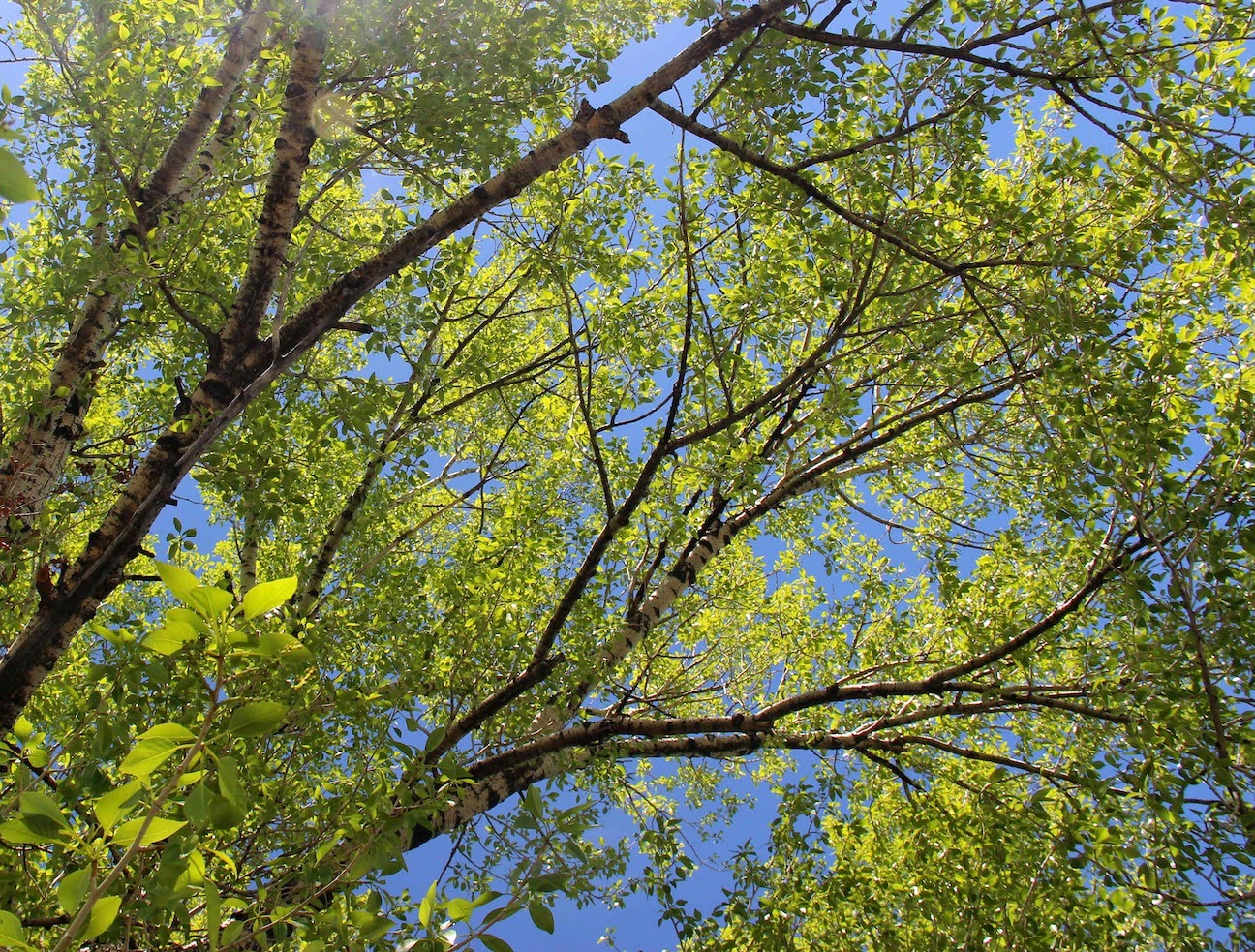 In the Company of Plants and Rocks: A very busy month for cottonwoods