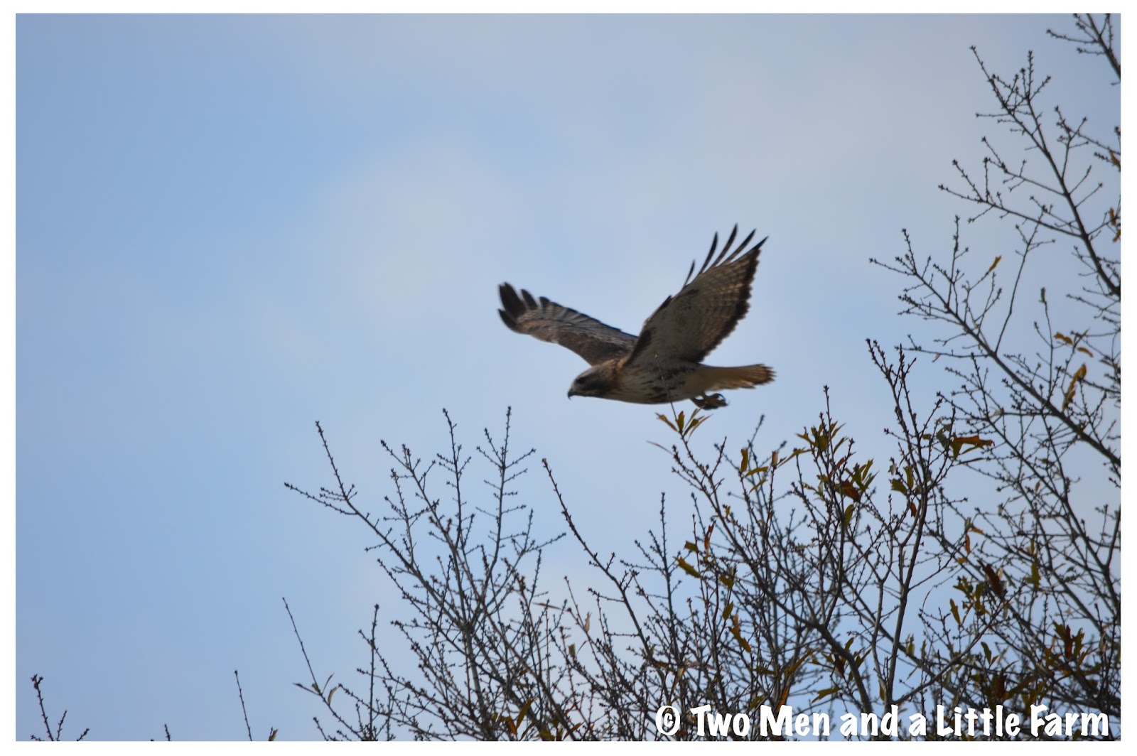 Two Men and a Little Farm: A HAWK COMES TO VISIT