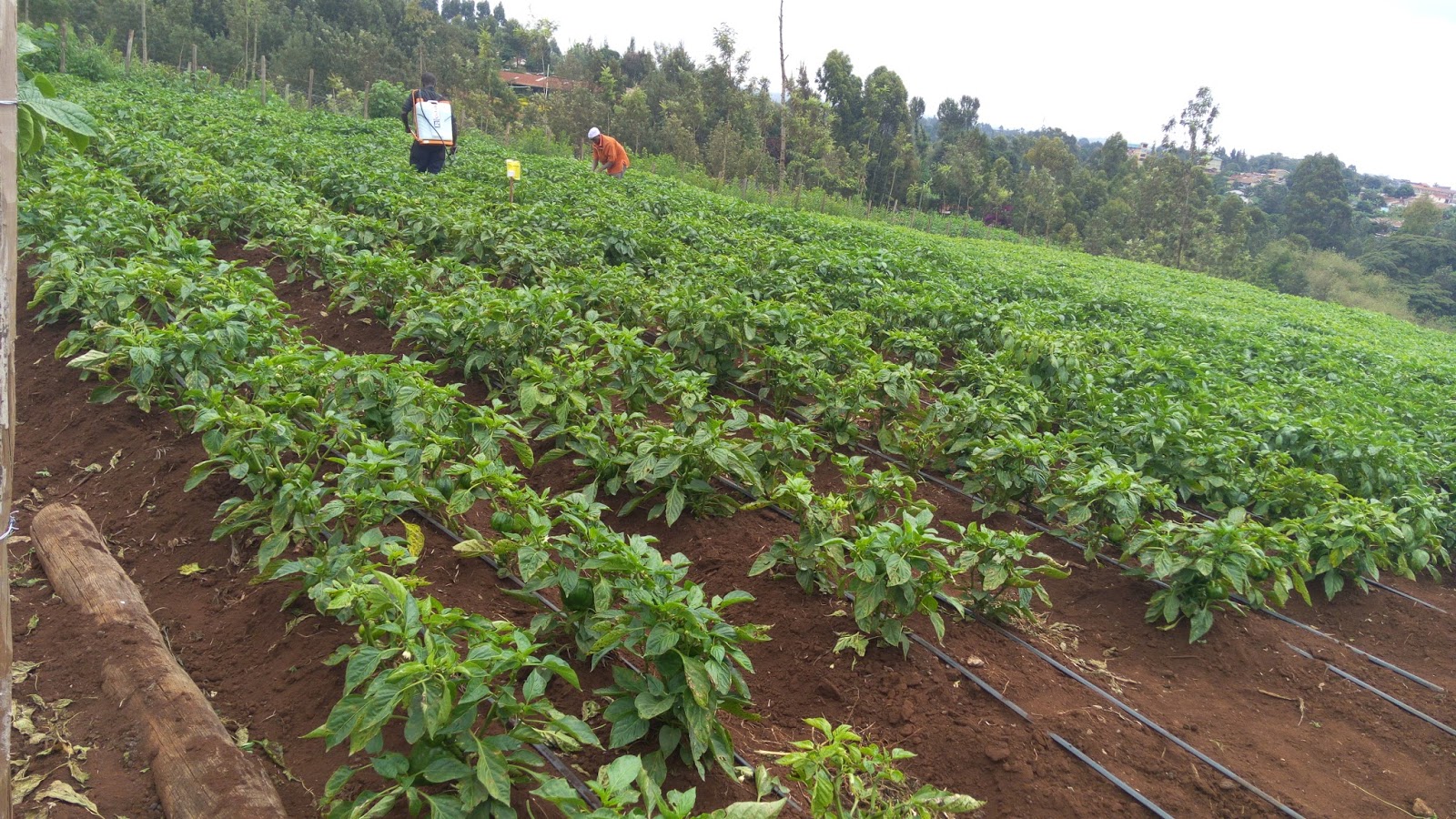 Dripsol Company: Capsicum Farming in Kenya