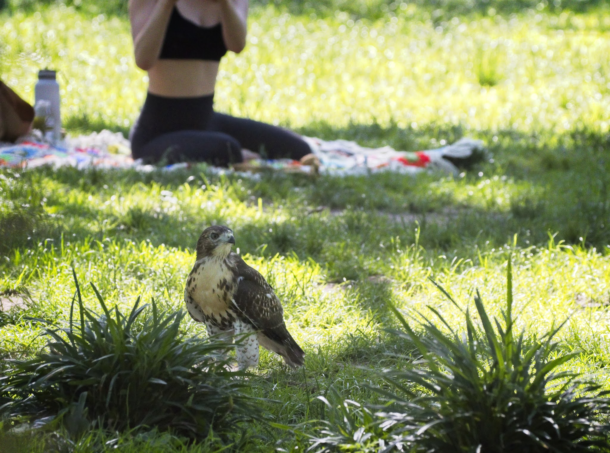 Laura Goggin Photography: Tompkins Square hawk fledglings are exploring ...