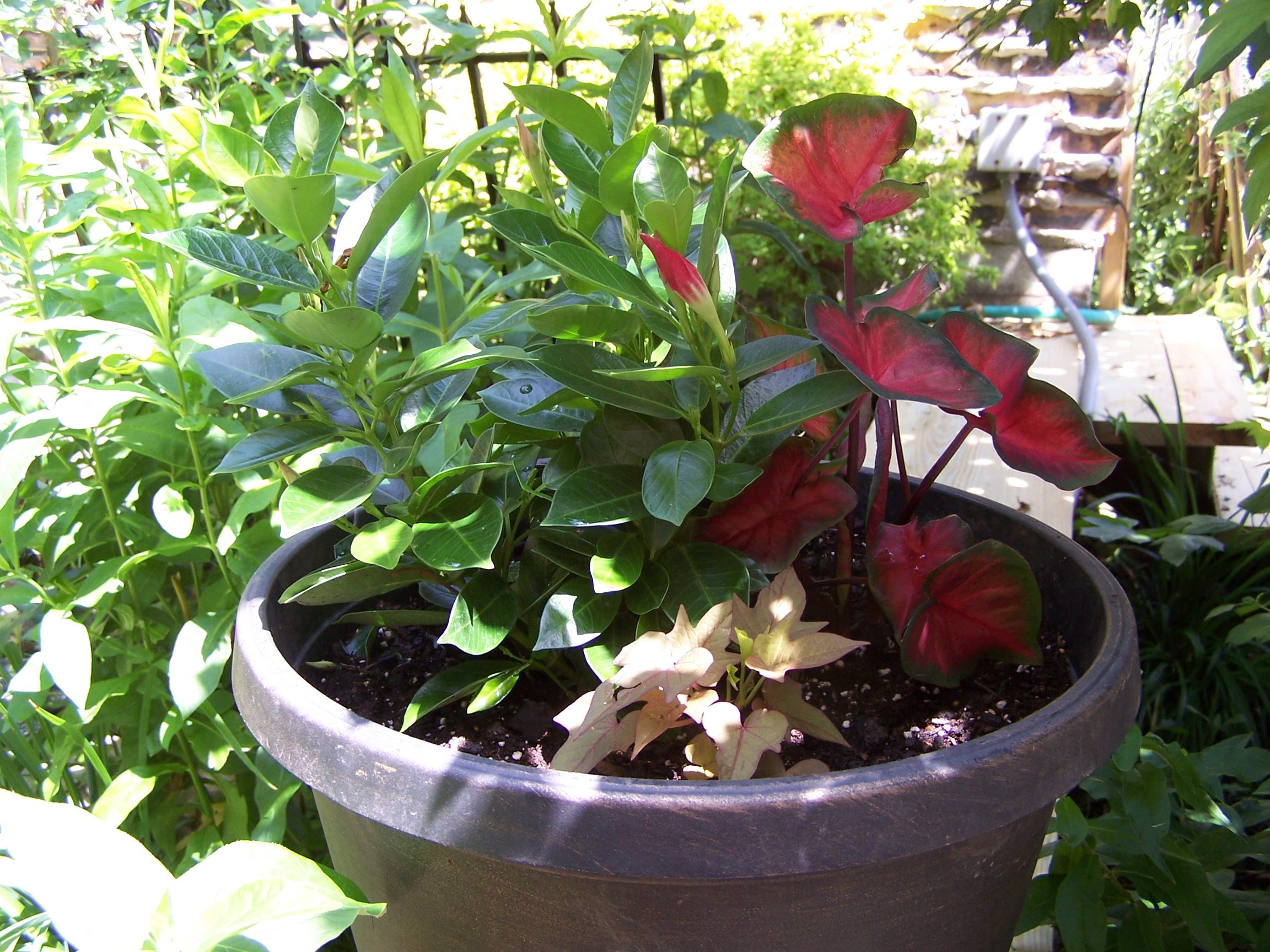 Somethings Old, New, Green, Redo!: Midwest Gardening: What's Flowering!