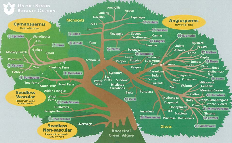 UpFront With NGS Family Trees Come In All Shapes And Sizes Family upfront-with-ngs-family-trees-come-in-all-shapes-and-sizes-family