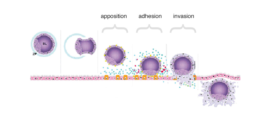 When does the embryo implant after the embryo transfer