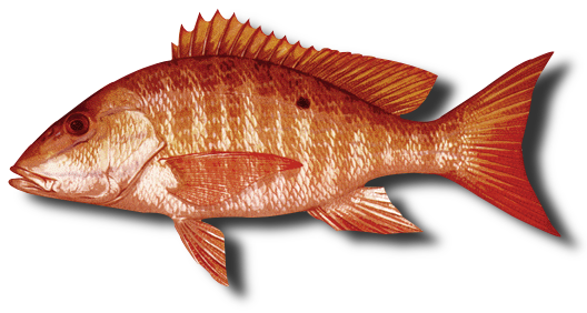 A Arte da Pesca: Peixes de Água Salgada - Vermelho Cioba