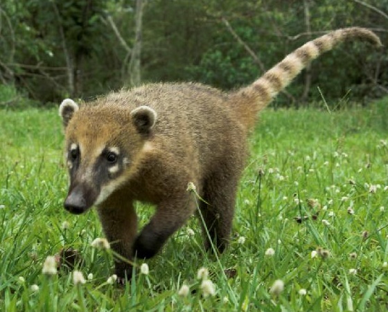 FAUNA Y FLORA DE QUINTANA ROO.