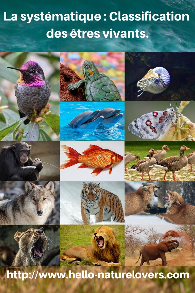 La systématique : Classification des êtres vivants. - NatureLovers
