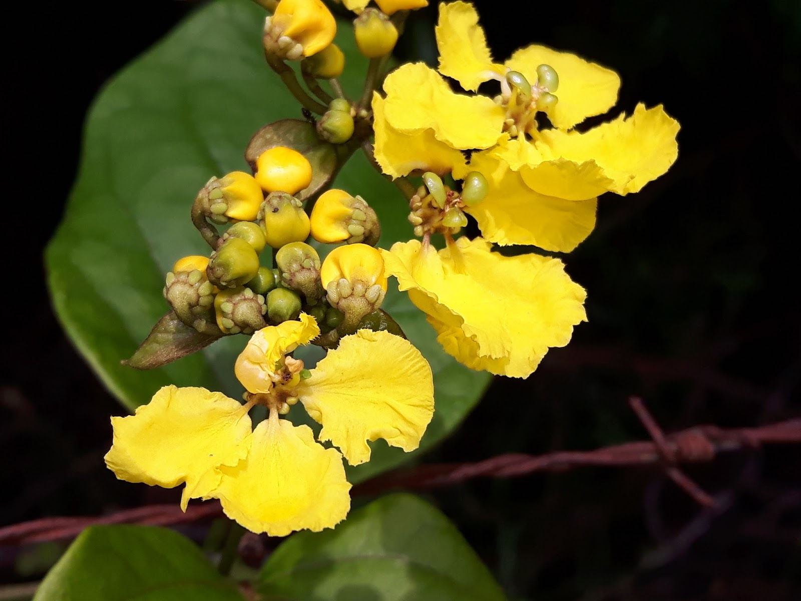 Flora campus I: Malpighiaceae - Stigmaphyllon rotundifolium