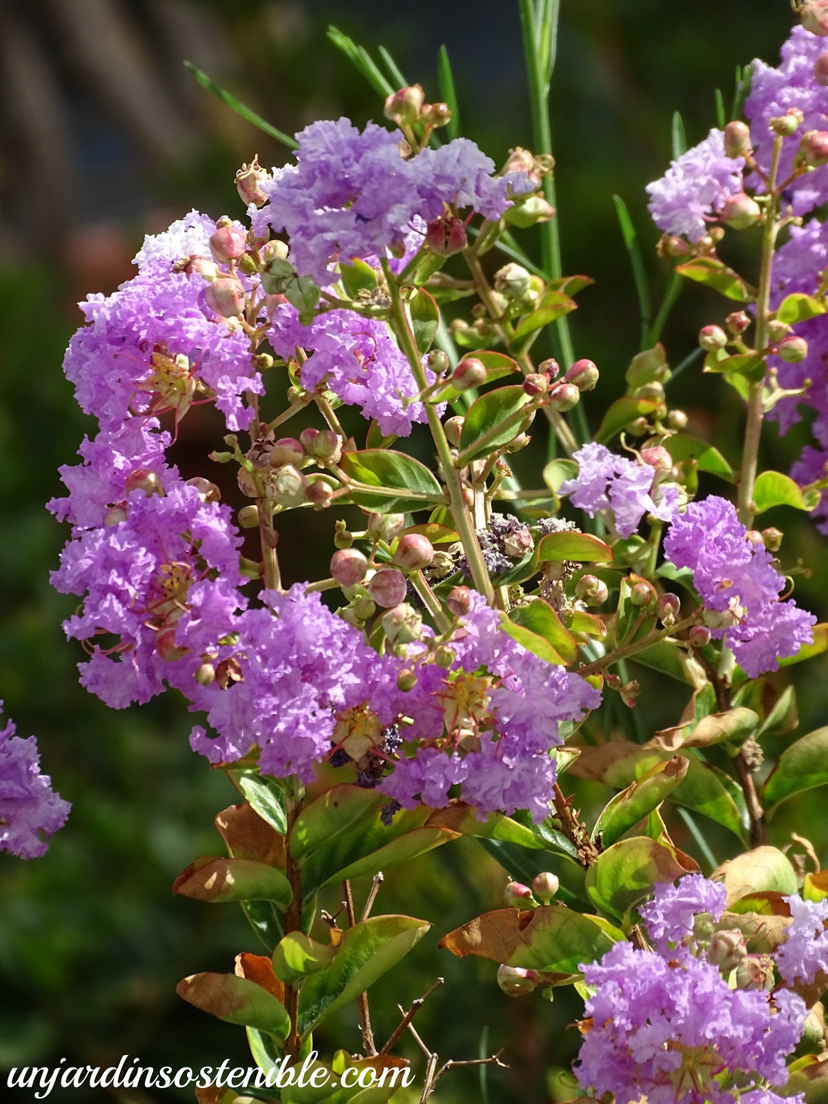 Lagerstroemia-Indica (Árbol de Júpiter)