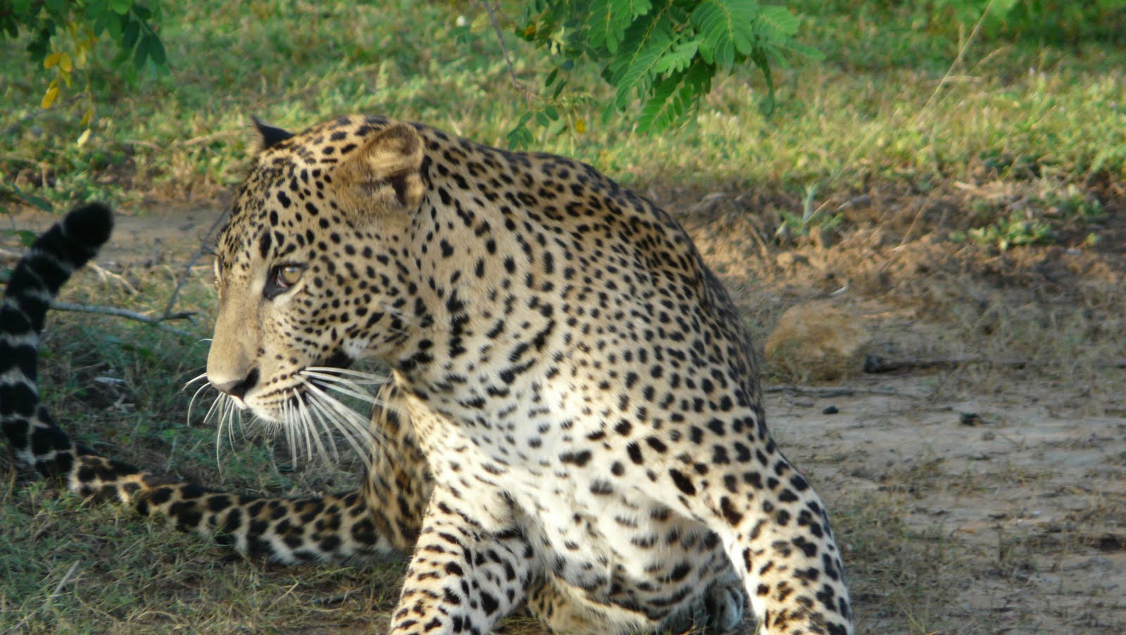 Wild Animal in Sri Lanka (Picture Collection): Tiger in Yala Park