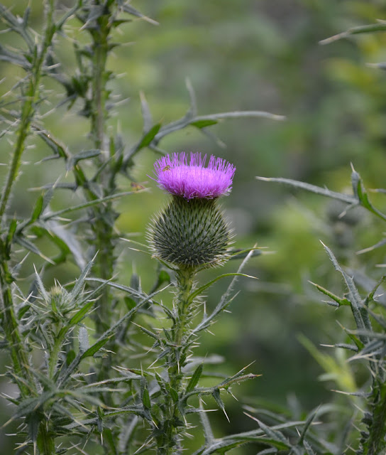 Woods Walks and Wildlife: July 2011