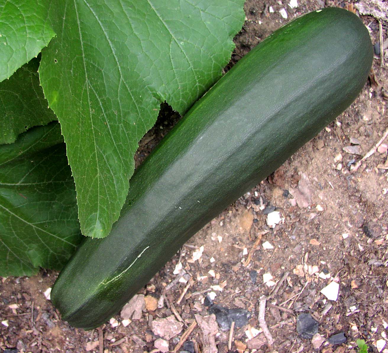 germandolls: Monster Zucchini