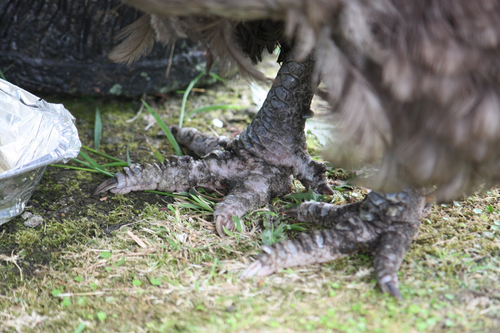 The Lynmouth Chooks: Scaly Leg Mite Treatment - Update