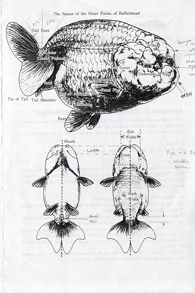 Goldfish Garage: A Two Car Fishroom: Ranchu Selection Guide