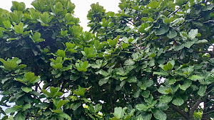 Pohon cengkeh, manfaat cengkeh, cara menanam cengkeh, syarat tumbuh cengkeh, cara budidaya ...