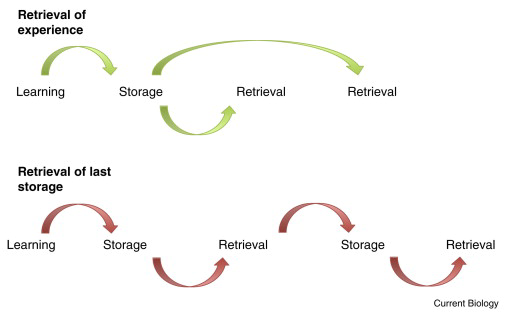 The Neurocomplimenter: Electroconvulsive Therapy Impairs Memory ...