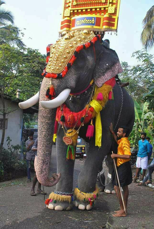 Kerala Elephants Images | Kerala elephants wallpapers HD | Kerala ...