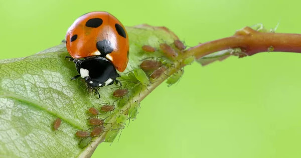 ANIMALES. Insectos beneficiosos para el jardín y el huerto | La Crónica ...