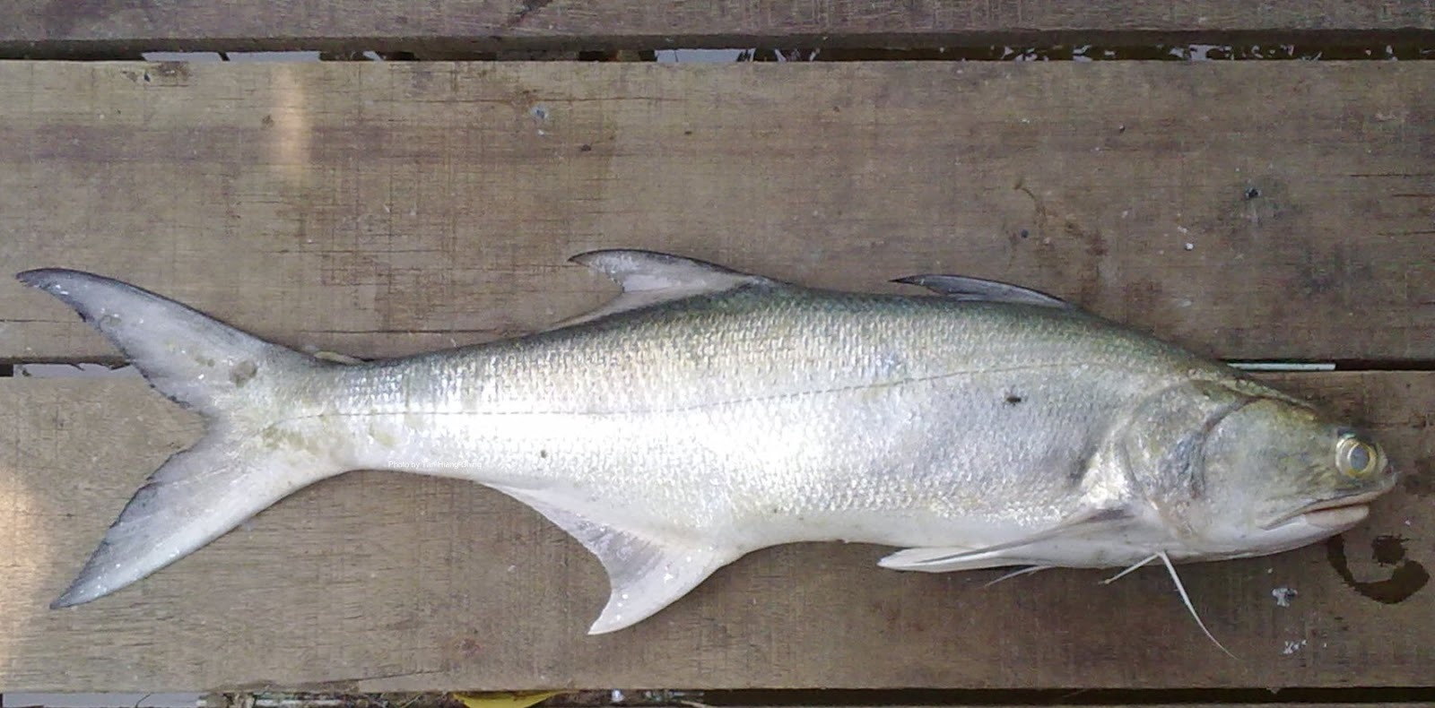 MEMANCING DI TELUK SARI, ENDAU, MERSING: SEWA BOT MEMANCING DI TELUK ...