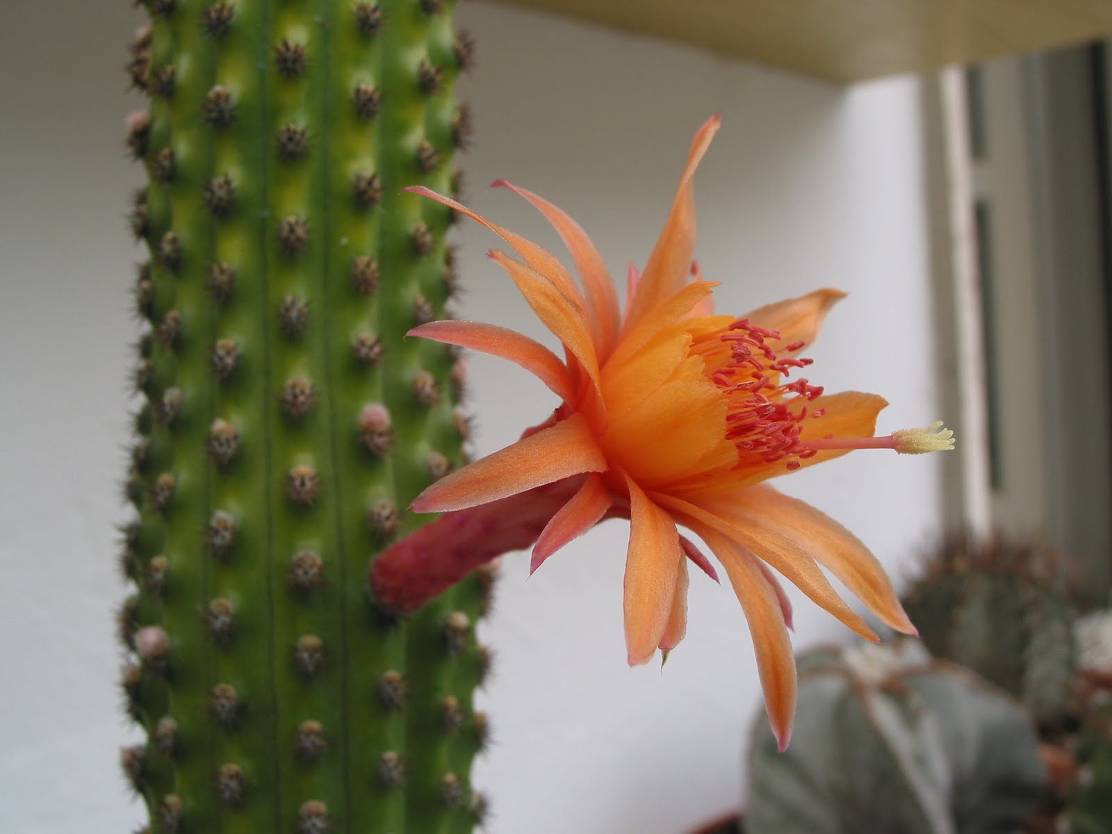 Alphecca: Hildewintera