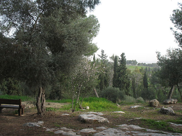 Land of Israel: List of Forests in Israel