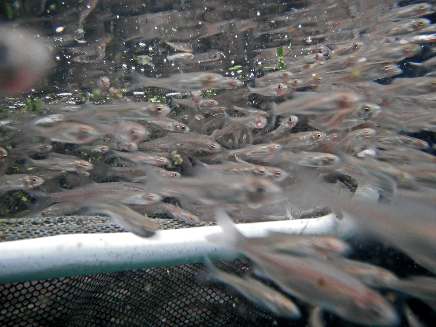 Avon Roach Project: 2020