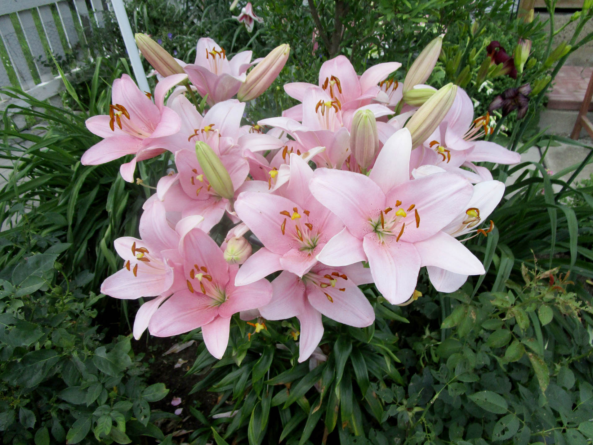 Garden Fancy: Lily Time!