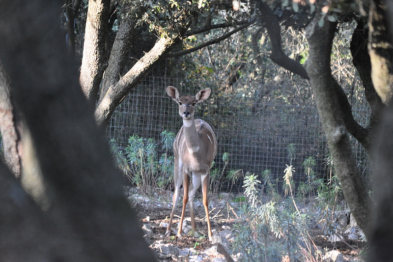 ZOOTOGRAFIANDO (MI COLECCIÓN DE FOTOS DE ANIMALES): KUDÚ MENOR / LESSER ...