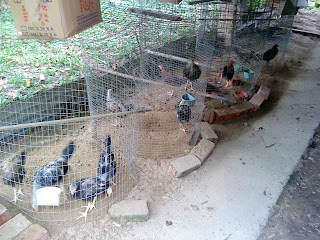 Wb8b@Cirj GameFarm: Breeding and Ranging to Keep Them Healthy.