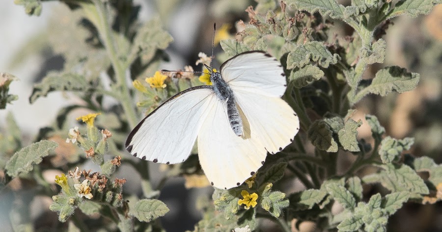 Birds of Saudi Arabia: Arabian Mistletoe White – Raydah Escarpment