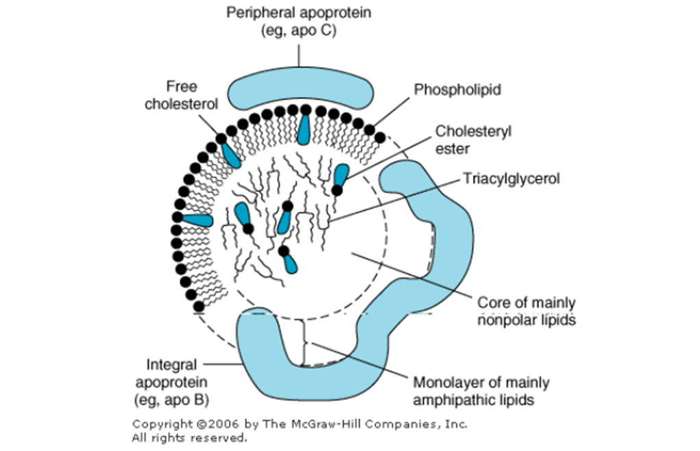 Lipoprotein ; Definisi, Jenis & Metabolismenya