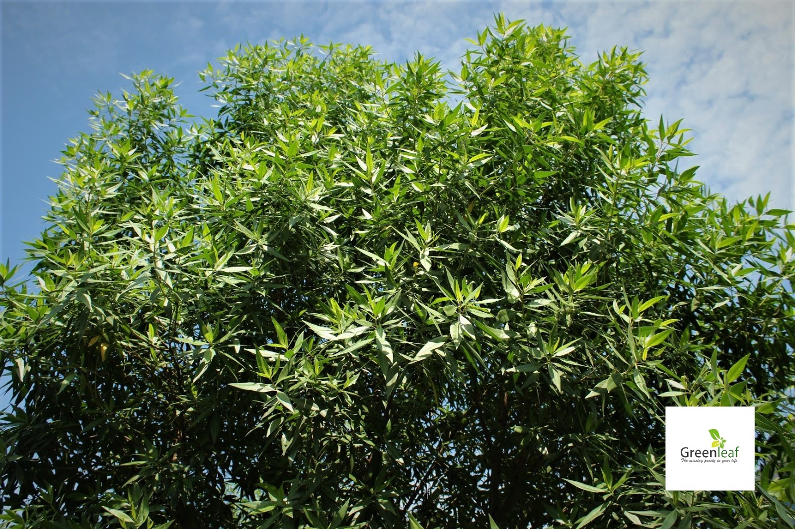 Conocarpus Tree | Conocarpus Erectus | Evergreen Shrub