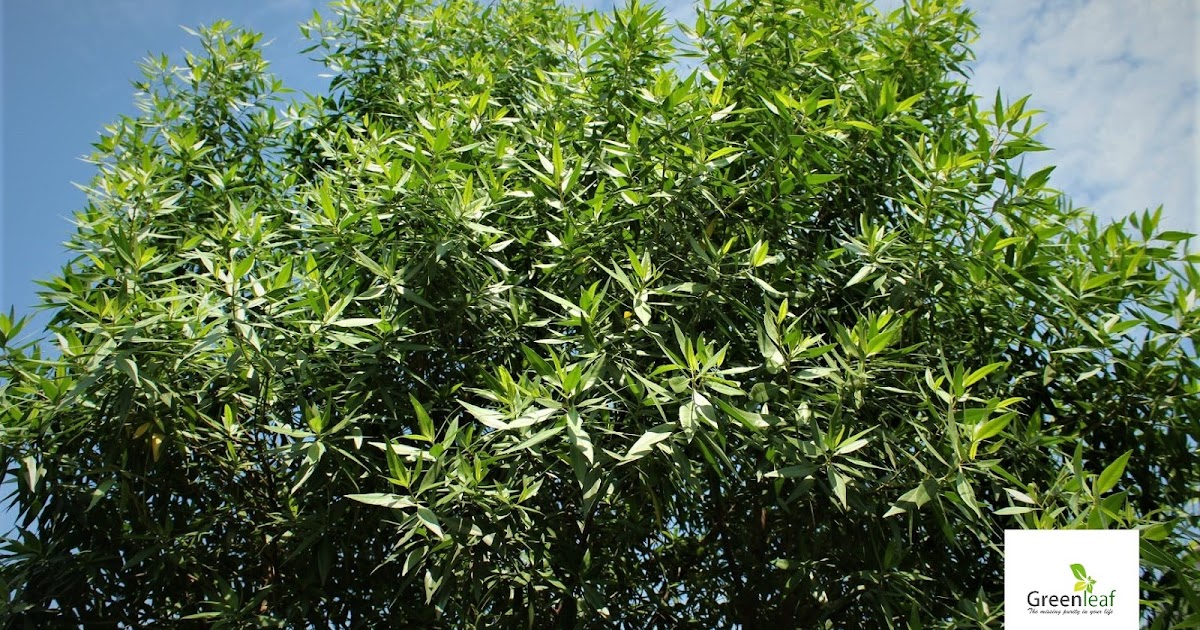 Conocarpus Tree | Conocarpus Erectus | Evergreen Shrub