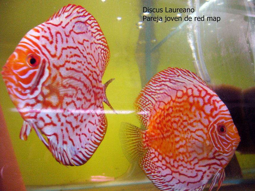 Discus Laureano