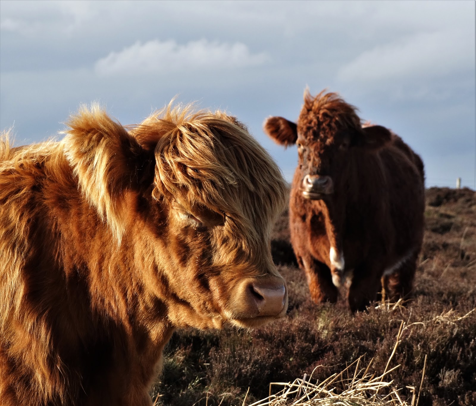 Yorkshire Pudding: Hobbling