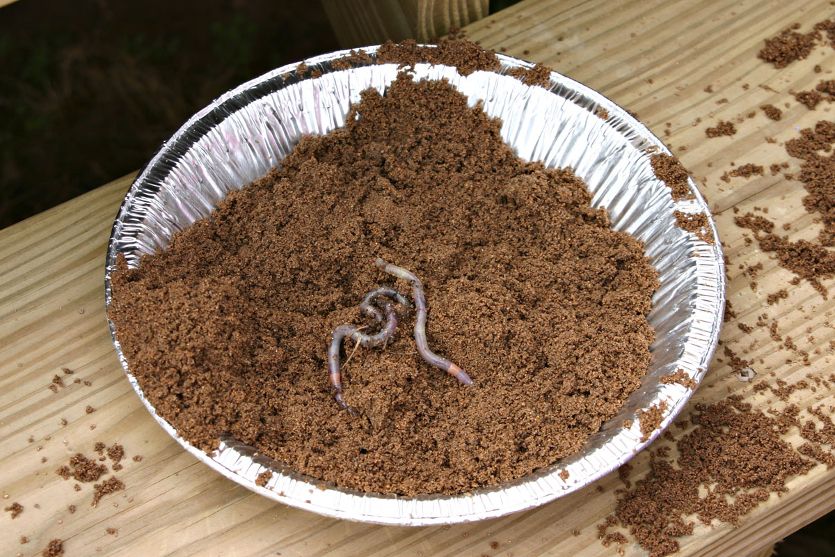 Mud Pies and Tea Parties: WORMS!!!!