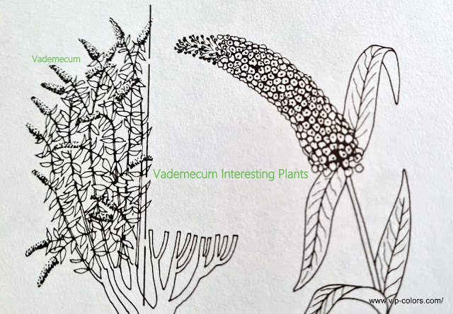 Vademecum Interesting Plants: Buddleja Davidii - Budleja Dawida, omżyn ...