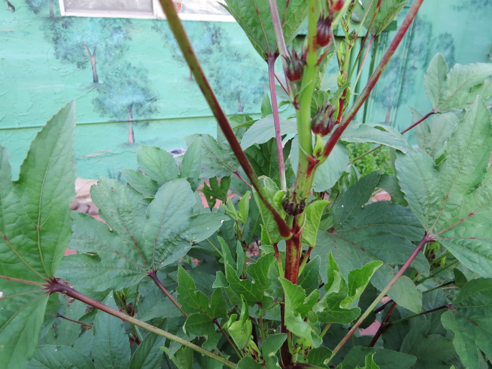 Edible Herbs, Flowers & Other Edibles - Grow Your Own Dinner!: Roselle ...