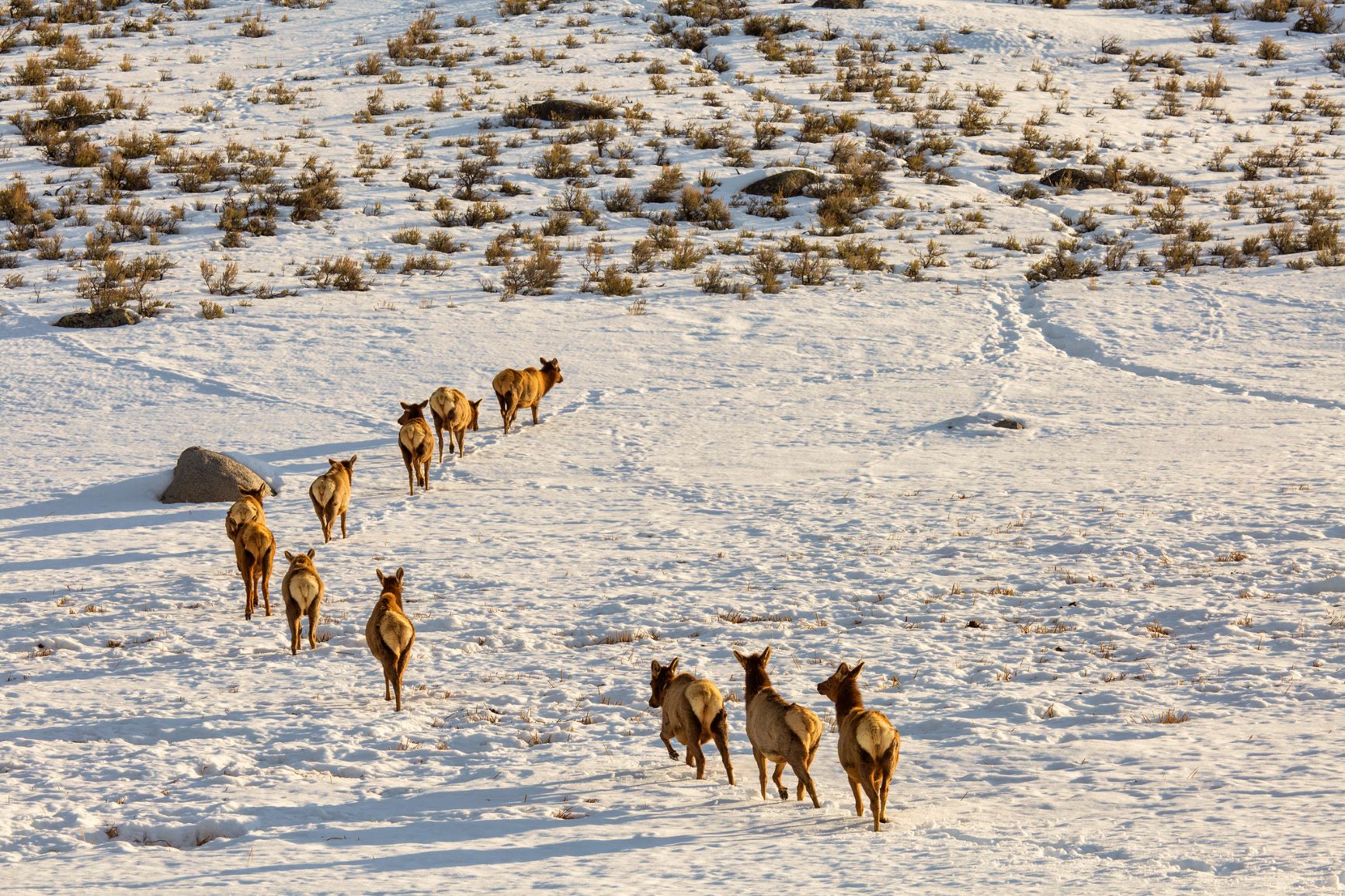 Epic Animal Migrations - Peter Noah Thomas