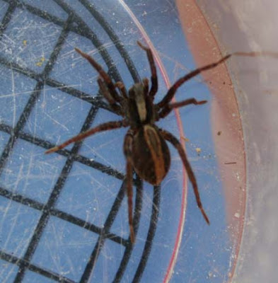 Tjura Barnehage: Den store edderkoppjakten.