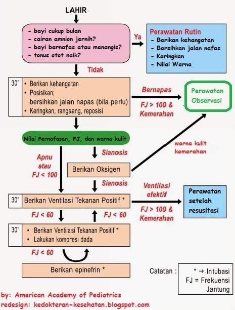 Panduan Lengkap Algoritma Resusitasi Neonatus Terbaru - KLIK INSTAL