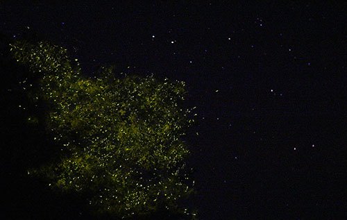Firefly Watching ~ Bohol Island Tour - WoW Bohol Package Tours and ...