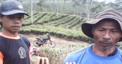 Dokter Tumbuhan: Pengendalian Gulma kayu-kayuan dengan Menggunakan Gatrix