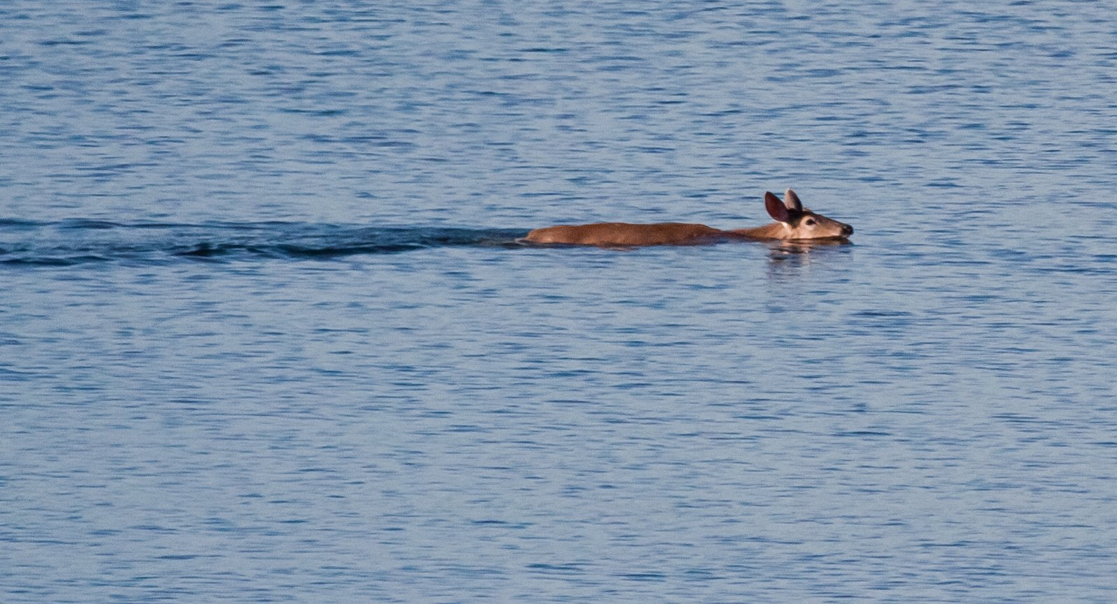 THE BACK STORY -: So Hot the Deer Are Swimming! White-tailed Deer