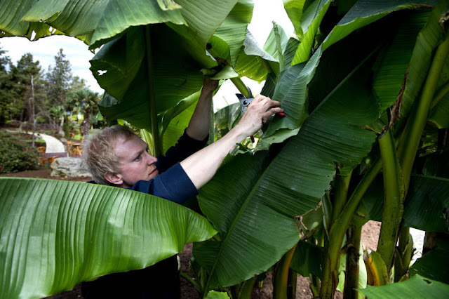 The northernmost palm tree