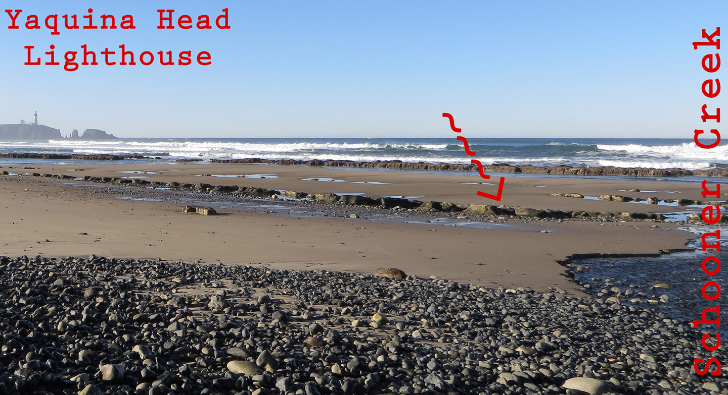 QuestX: Coastal Fossils - Gifts of the Winter Beach #3