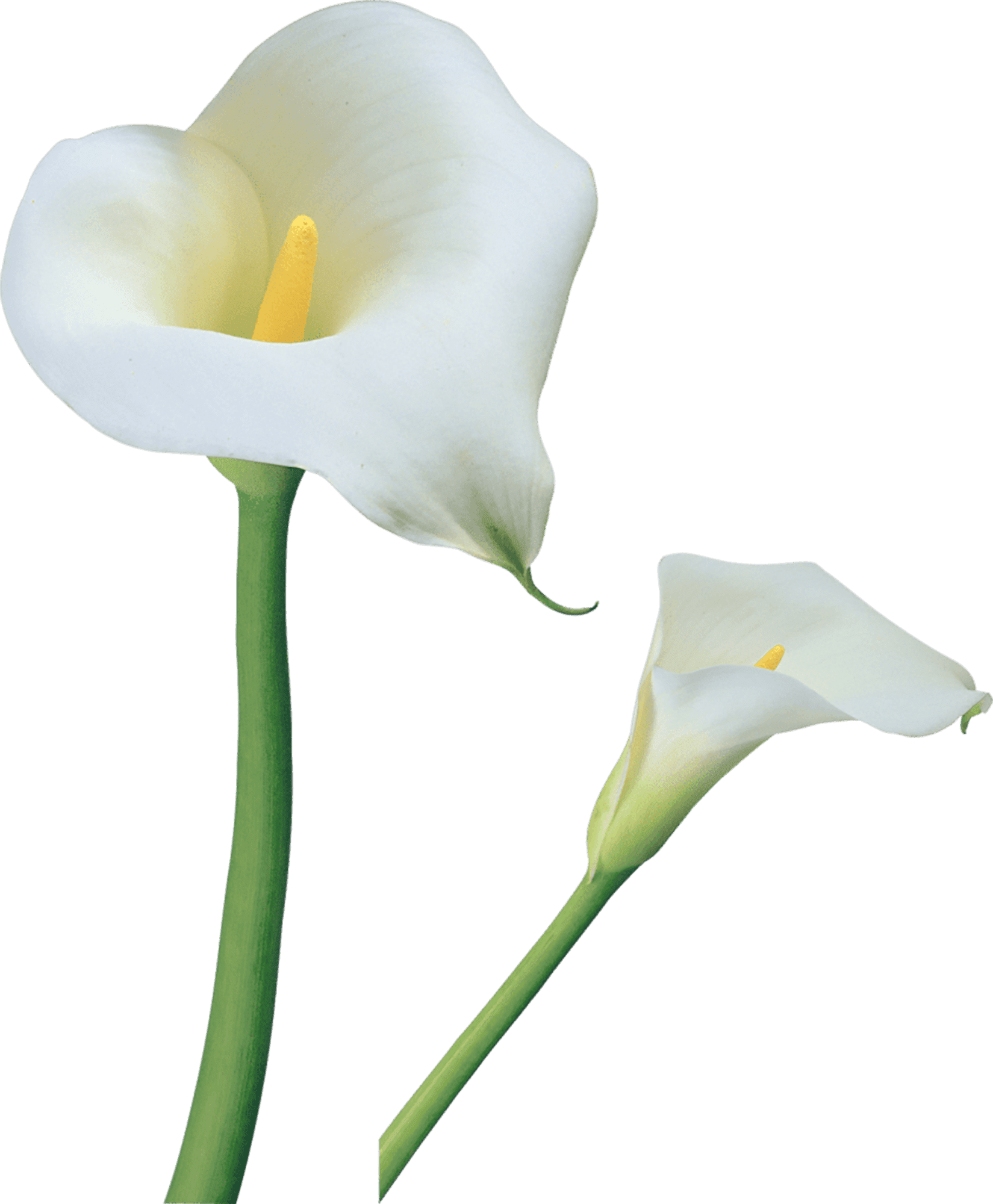 Imágenes de flor de alcatraz con fondo trasparente | PNG Webblog