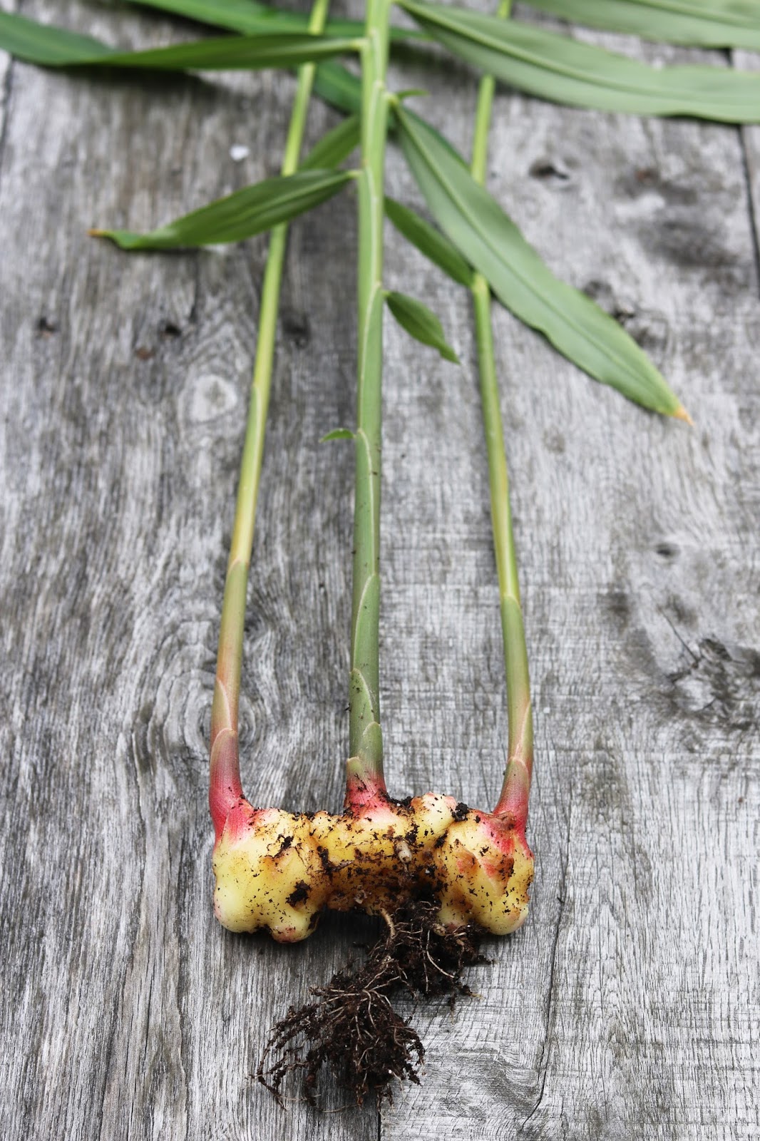 66 Square Feet (Plus): Fresh ginger