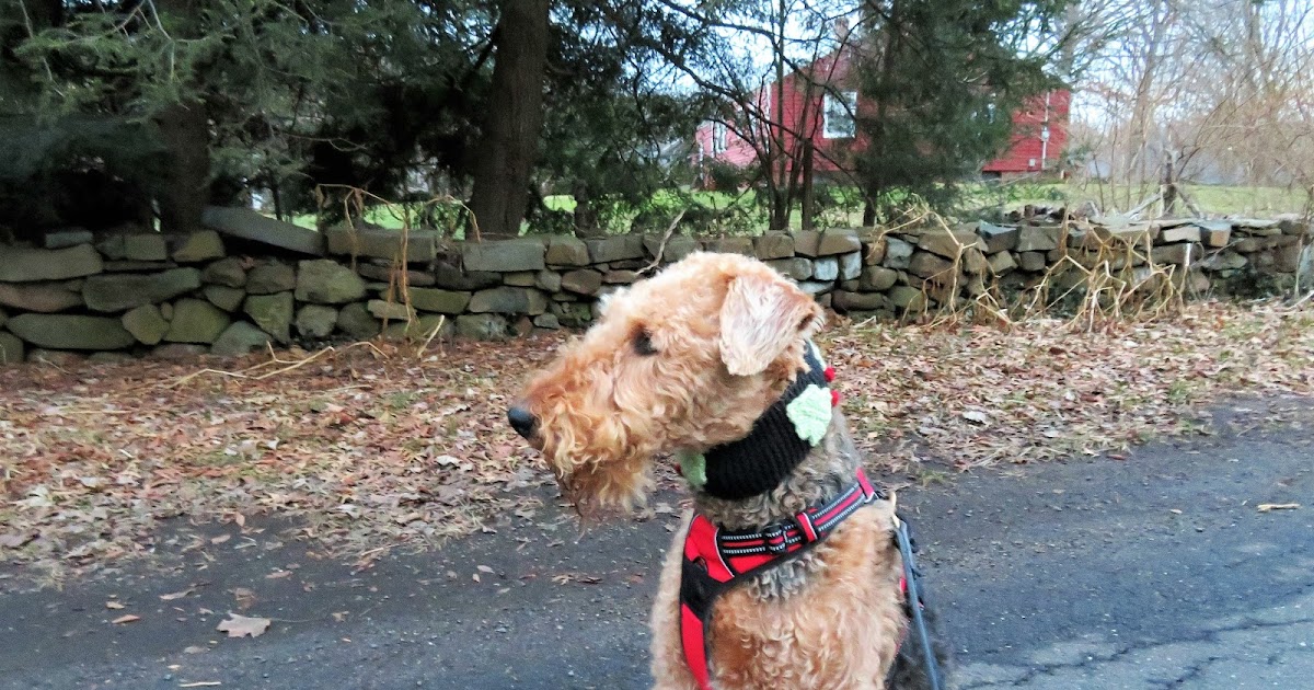 Molly the Airedale: Nature Friday