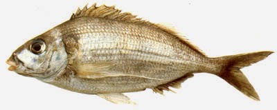 Castañeta o Japuta ~ EL SAUCE seafood